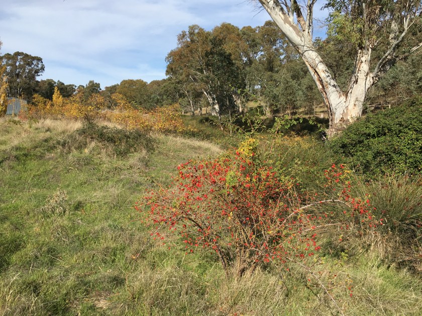 Mount Franklin Spring – Barry Golding