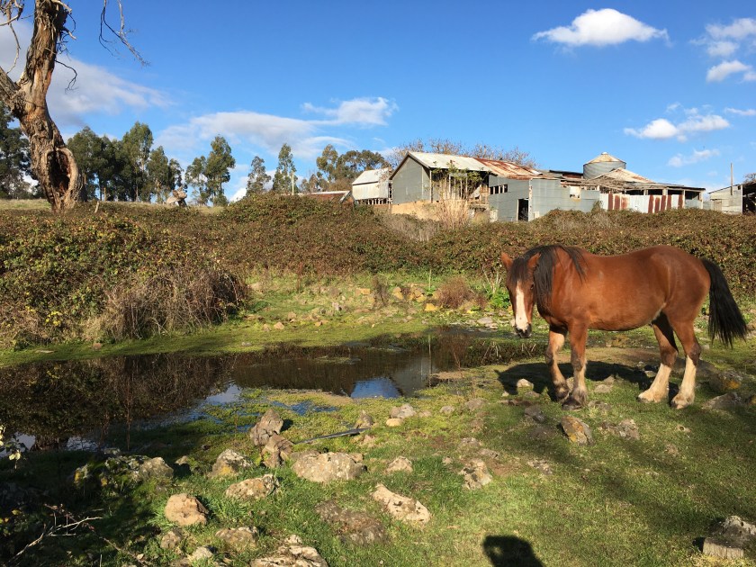 Mount Franklin Spring – Barry Golding
