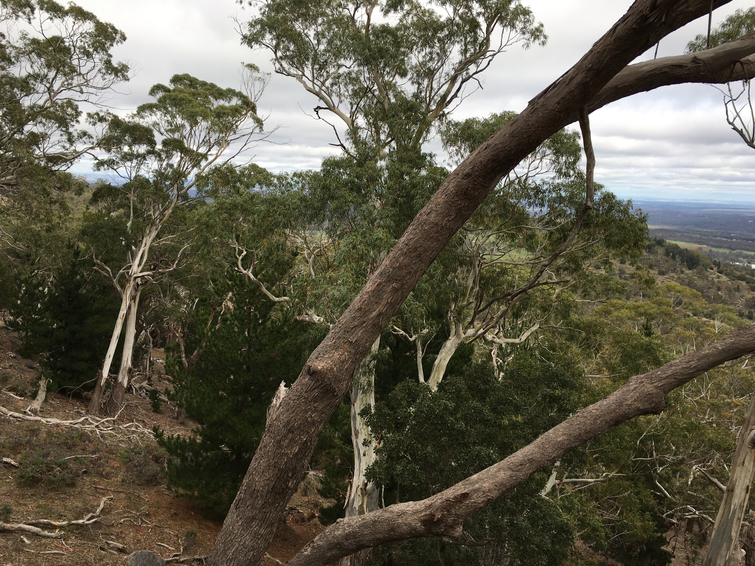 Reflections on a Lifetime in Dja Dja Wurrung Country – Barry Golding
